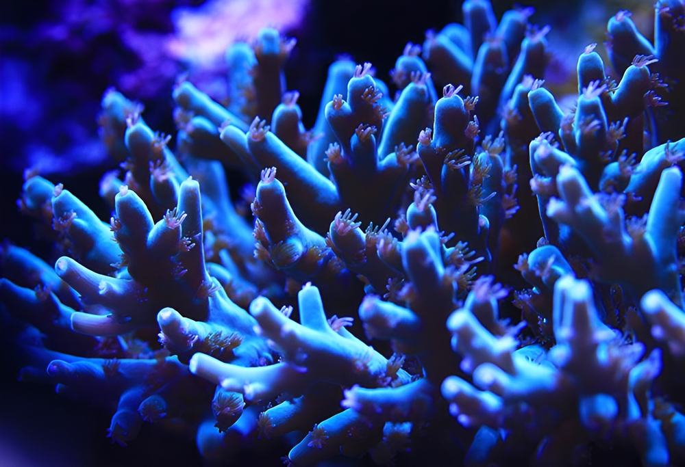 Shop SPS Corals - Beautiful and Colorful Addition to Your Reef Tank